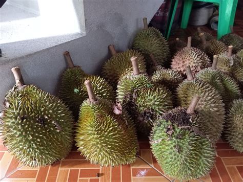 ရေဖြူမြို့နယ်၌ ယခင်နှစ်ထက် ဒူးရင်းသီး အထွက်နှုန်းကောင်းပြီး ဈေးကောင်းရ