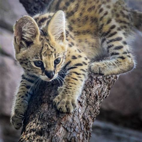 Pin On Anİmals Hayvanlar