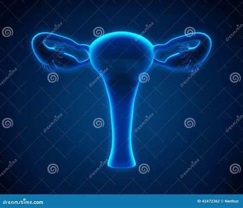 Female Reproductive System Stock Illustration Illustration Of Cross