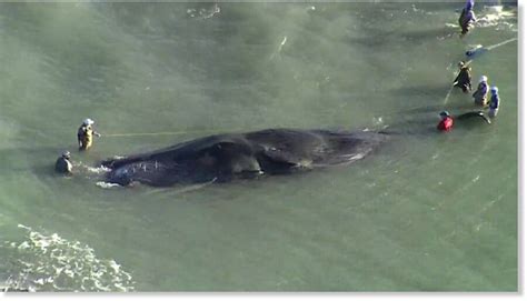 Sperm Whale Dead After Beaching Itself Off Coast Of Venice Florida