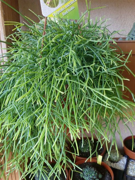 Rhipsalis Baccifera Cassutha Cactus Gui Entretien Et Culture Artofit