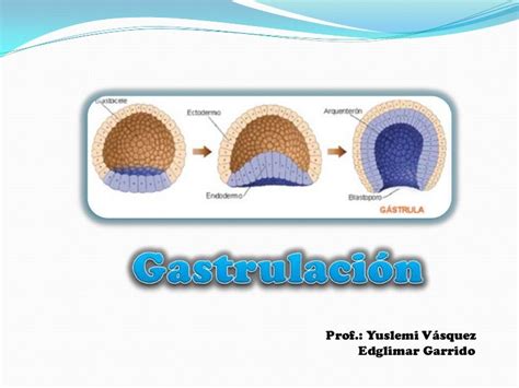 Gastrulacion Definicion