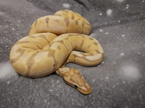 Is Woma Present In My Royal Python Ball Pythons Morphmarket