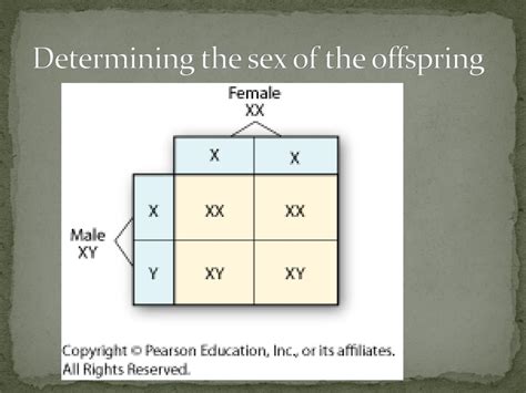 Genetics Chapter 111112113 And Chapter Ppt Download