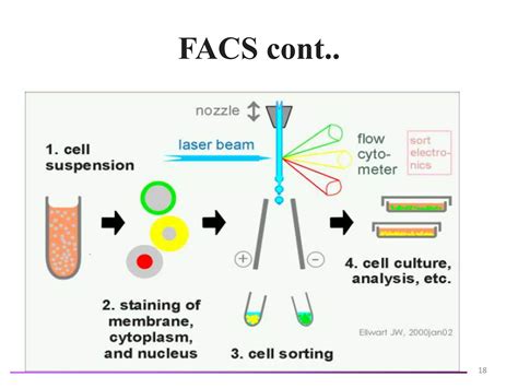 Cell Sorting Pptx Biological Sciences Science