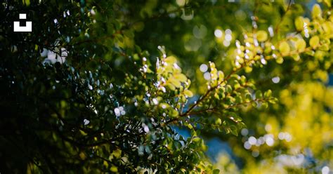 새 한 마리가 나뭇가지에 앉아 있습니다 사진 Unsplash의 무료 녹색 이미지