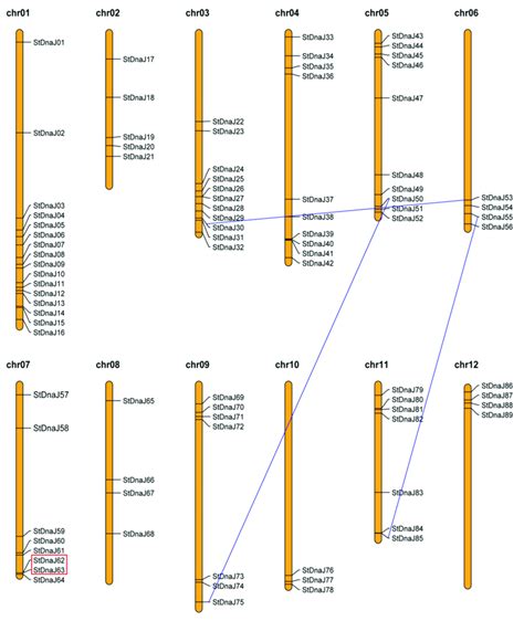 Chromosomal Locations And Gene Duplication Events Of The 89 Stdnaj Download Scientific Diagram