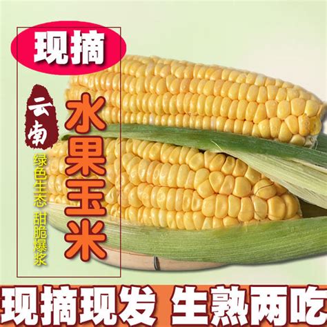 云南鲜玉米产地在哪里云南省的玉米分布地区云南哪个地方盛产玉米第19页大山谷图库