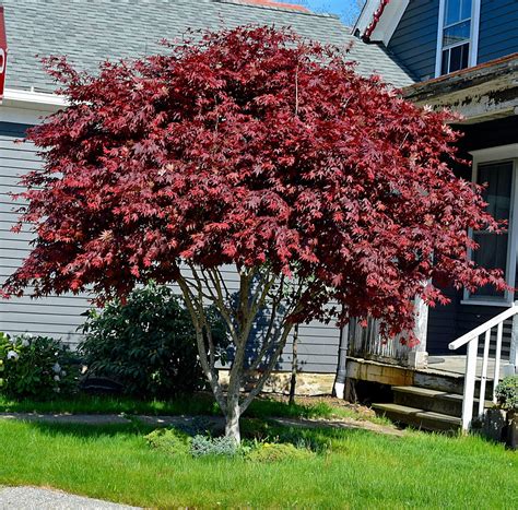 Japanese Maple Fireglow 10 Cofers Home And Garden