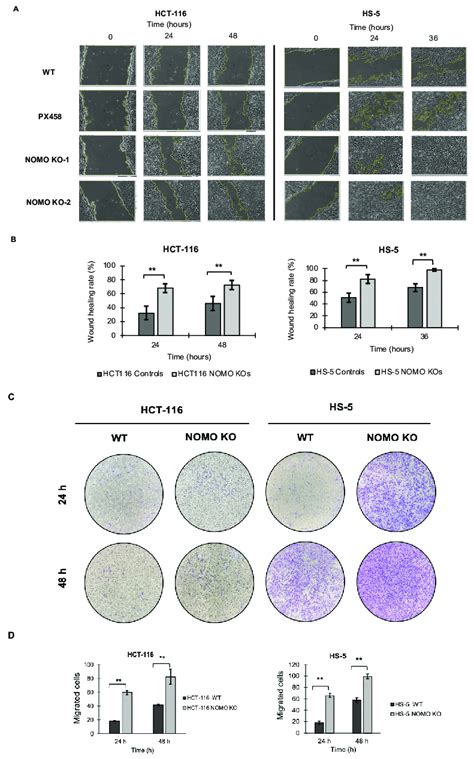 Loss Of Nomo1 Promotes Cell Migration Of Hct 116 And Hs 5 Cell Lines