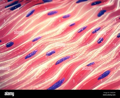 Smooth Muscle Cells Under Microscope