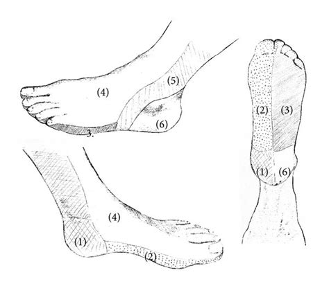 Angiosomes Of The Foot Calcaneal Branch 1 Medial Plantar Branch