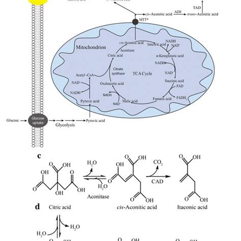 Biosynthesis Pathways Of Itaconic Acid And Their Subcellular