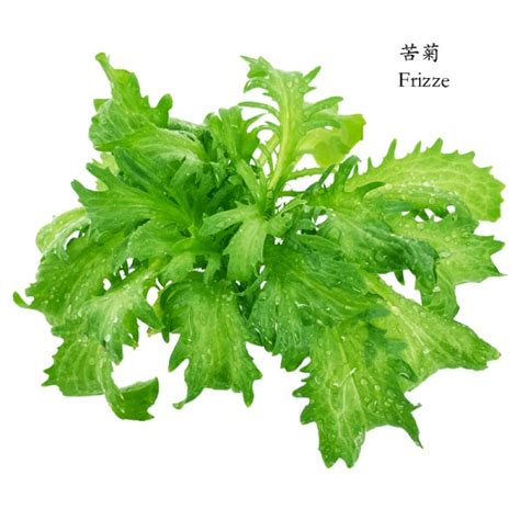 苦菊