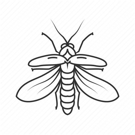 Firefly Bug Drawing