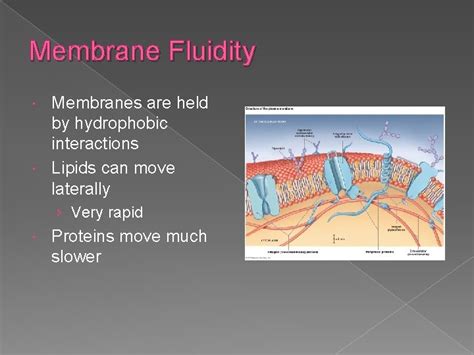 Cell Membrane Structure And Function Chapter 7 Cell