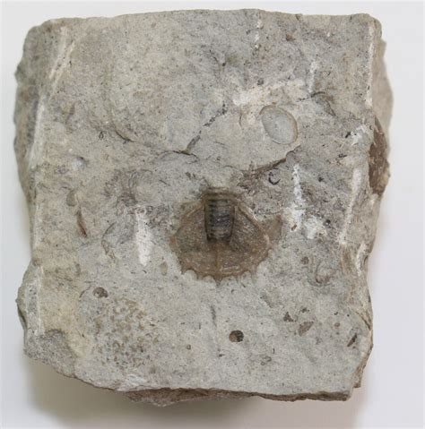 Trilobit Hemiarges Sp Silur Gotland Katthammersvik Gotland