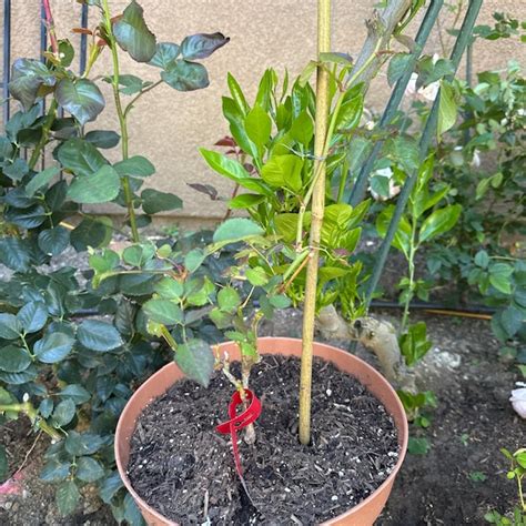 Rose M Perzik 佩尔朱克 Strong Fragrance 1 Gallon Shrub Rose Etsy