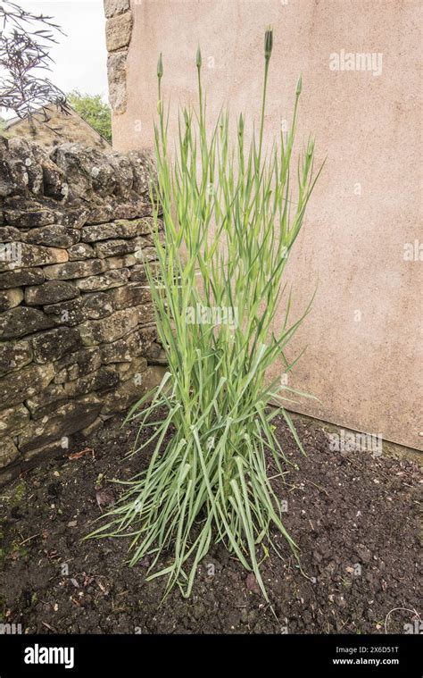 Thought To Be Salsify With Its Purple Flower And Lineargrass Like