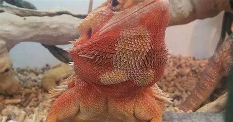 The New Ballchinian Dragon Imgur