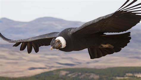 An Andean Condor One Of The Largest Flying Birds On The Planet Soared
