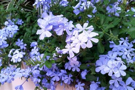 Pokok Bunga Renek Sesuai Cuaca Panas Kering Malaysia Ada 10