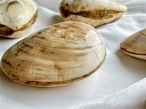 Fossil Clam Shells Fossilized Clams Etsy