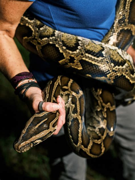 Florida Has A Python Problem—are Bounty Hunters The Solution