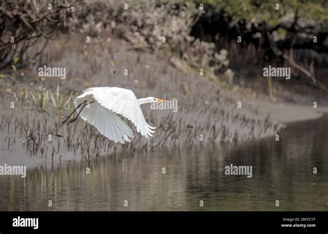A Intermediate Egret In Termediate Egret Median Egret Or