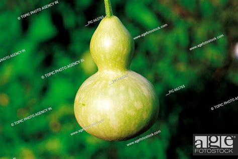 Gourd In Korean At Paulette Flores Blog