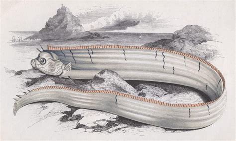 Giant Oarfish Warning Of Coming Earthquake And Tsunami Is More Myth