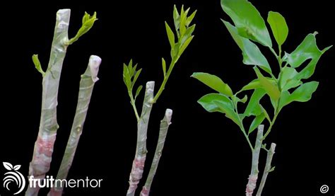 Grafting Fruit Trees Step By Step
