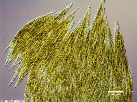 Aphanizomenon Flos Aquae Bornet Et Flahault