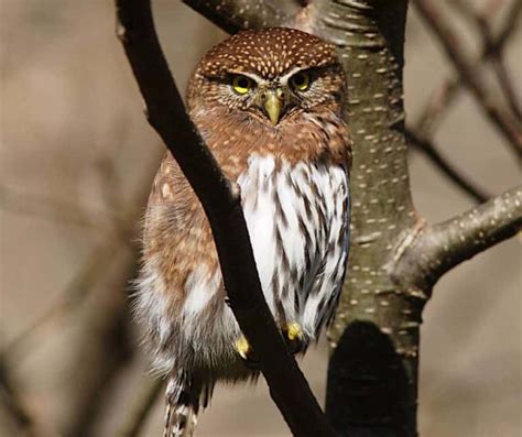 34 California Birds Of Prey Pics And Where To Find Them