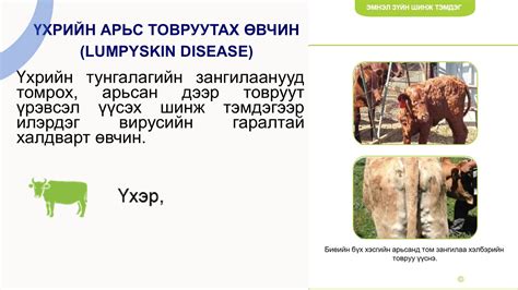 Ду ҮХРИЙН АРЬС ТОВРУУТАХ ӨВЧИН ГЭЖ ЮУ ВЭ ᠦᢈᠡᠷ ᠦ᠋ᠨ ᠠᠷᠠᠰᠤ ᠲᠣᠪᠤᠷᠤᠤᠲᠤᠬᠤ ᠡᠪᠡᠳᠴᠢᠨ ᢉᠡᠵᠦ ᠶᠠᠭᠤ ᠪᠤᠢ