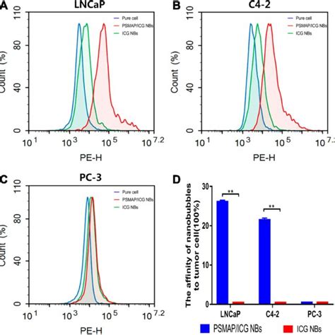 Psma Expression On The Cell Membranes Of C4 2 Lncap And Pc 3 Prostate Download Scientific