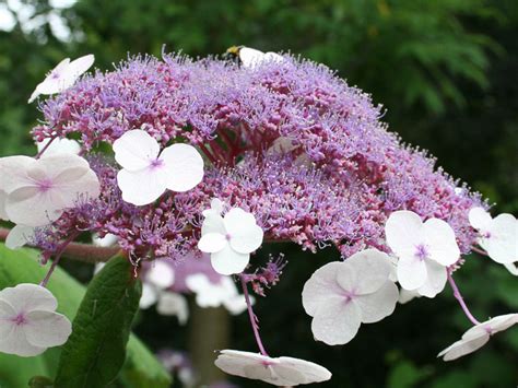 Hydrangea Aspera Macrophylla