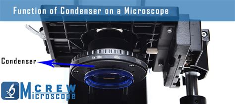 What Is The Function Of The Condenser On A Microscope Microscope Crew