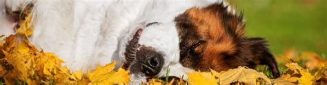 Tipos De Manto En Los Perros Blog Mascotea