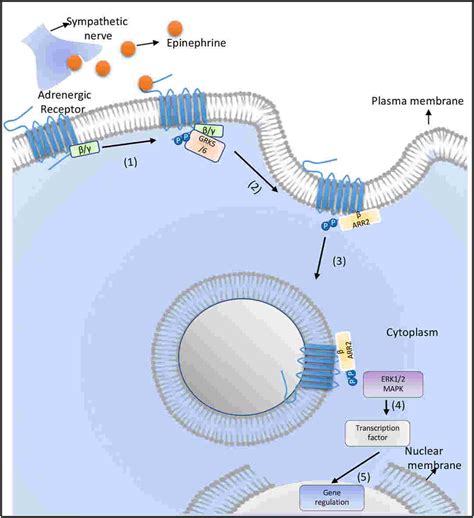 Epinephrine Pathway
