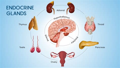 How Bariatric Surgery Can Impact Endocrine Dysfunction Obesityhelp