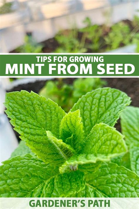 Best Time To Plant Mint In Adelaide At Louise Mcmakin Blog