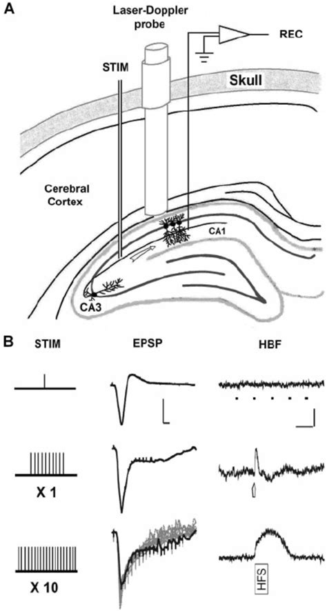 Activity Dependent Hyperaemia In The Rat Hippocampus Simultaneous