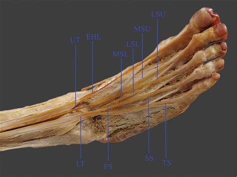 Extensor Digitorum Longus Tendon Running Form And Keeping Those Lower