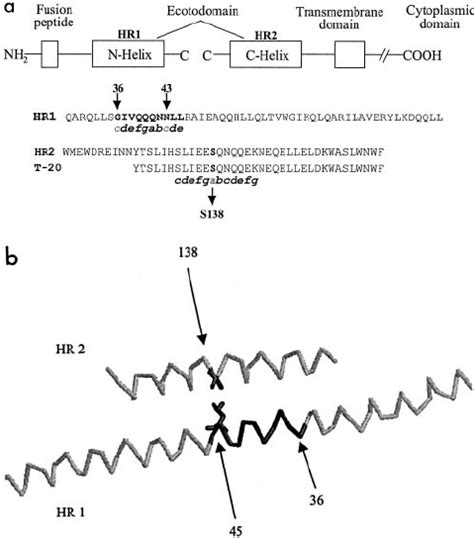 A Schematic Representation Of The Hiv 1 Gp41 Showing Three Functional Download Scientific