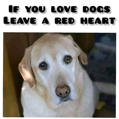 Labrador Lovers Facebook