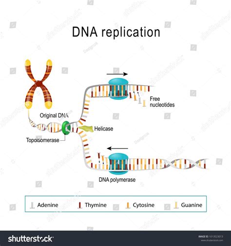 What Acts As The Template In Dna Replication Printable Word Searches