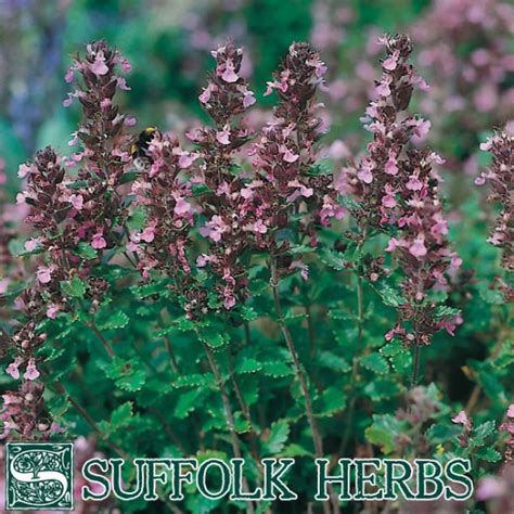Germander Wall Herb Seed Kings Seeds A Leading Supplier Of