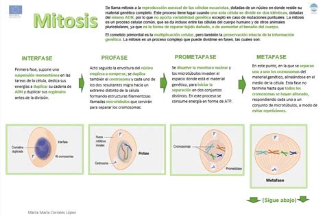 La Loca Del Laboratorio Reproducción Sexual En Celulas Eucariotas