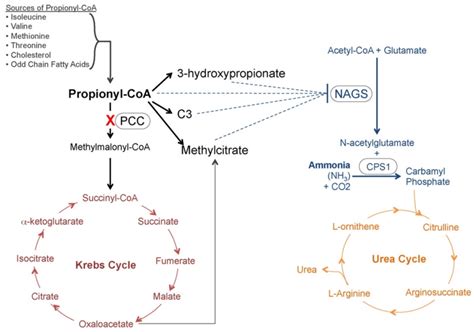 Recapitulation Of Metabolic Defects In A Model Of Propionic Acidemia